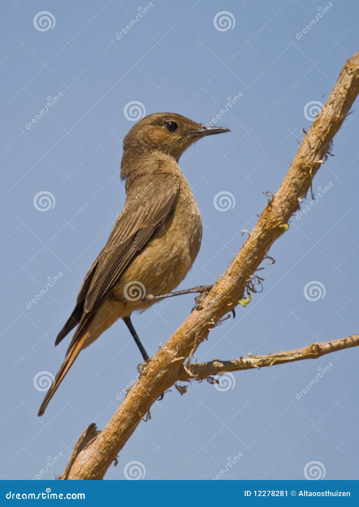 Familiar Chat stock image. Image of animal, feather, wings - 12278281