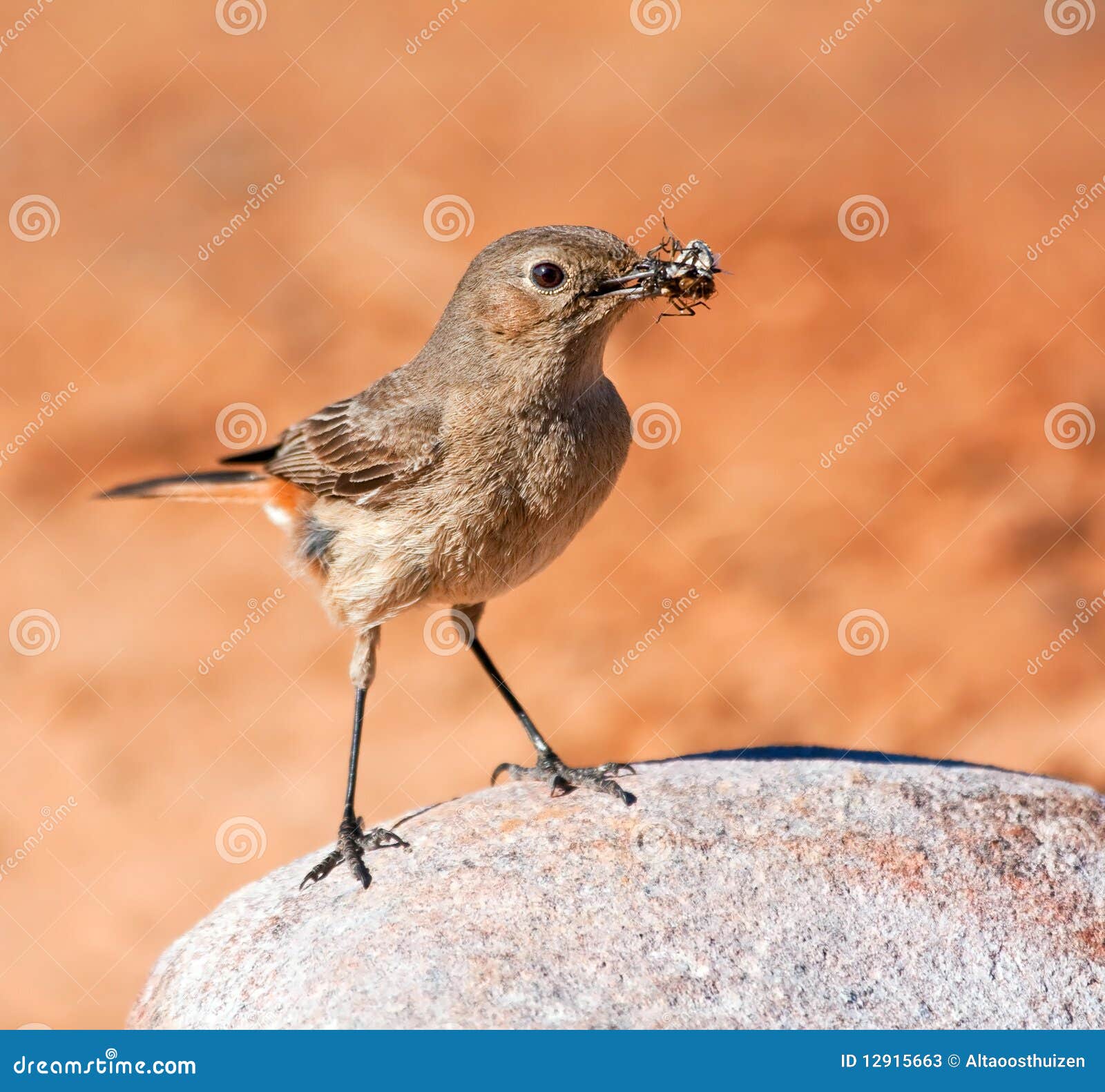 Familiar Chat stock image. Image of sunshine, bird, brown - 12915663