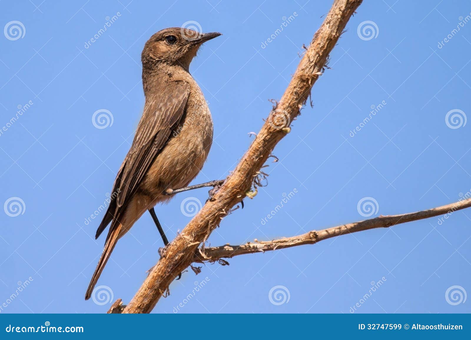 Familiar Chat Sitting on a Branch with Blue Sky Stock Image - Image of ...