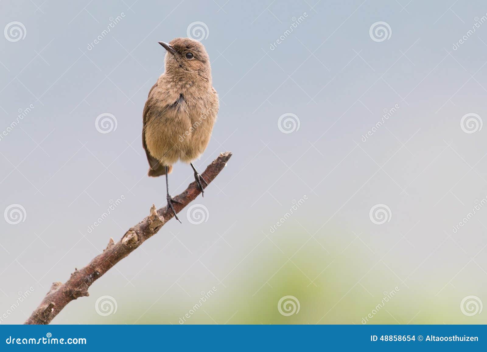 Familiar Chat Sitting on a Branch with Brown Drab Colours Stock Photo ...