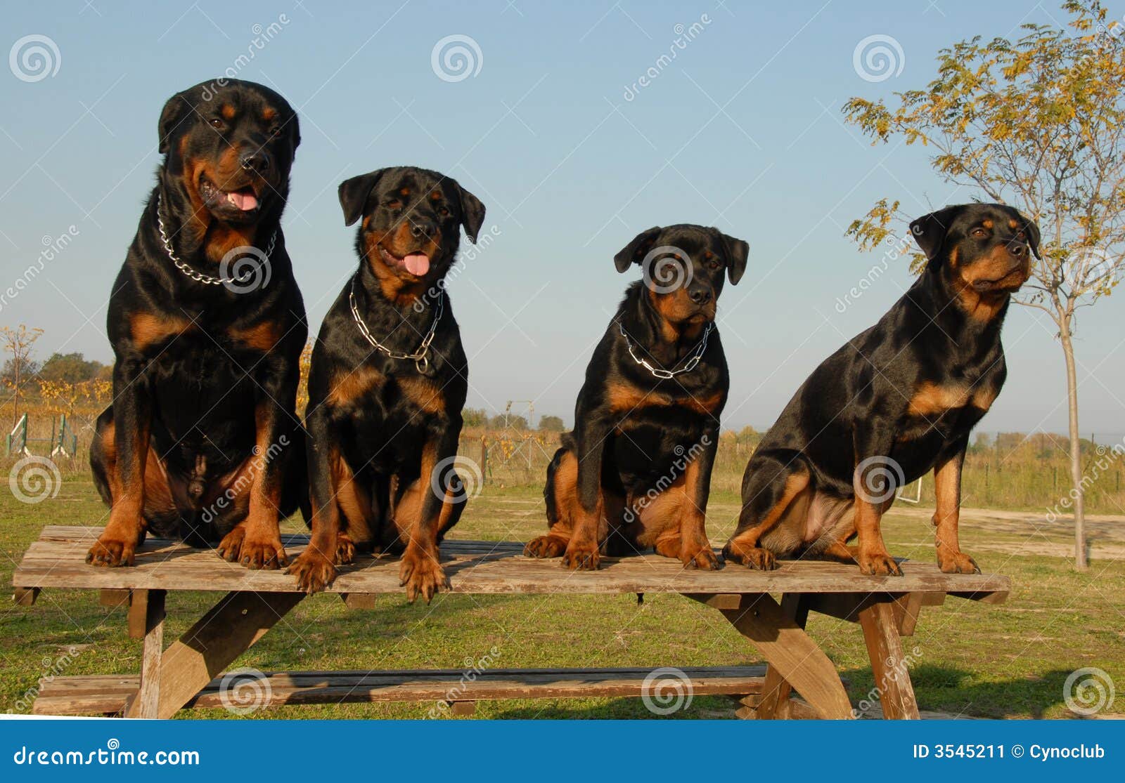 Familie von rottweiler stockbild. Bild von hund, begleiter - 3545211