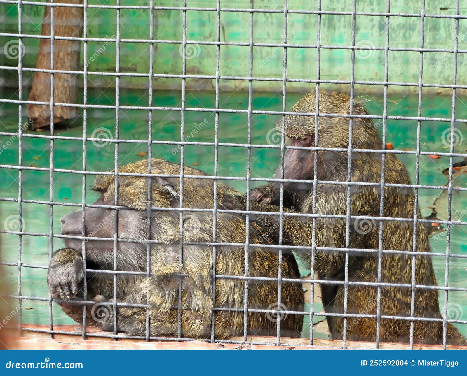 Familiengruppe Von Hamadryas-Affen Mit Felsen Als Hintergrund. Affe ...