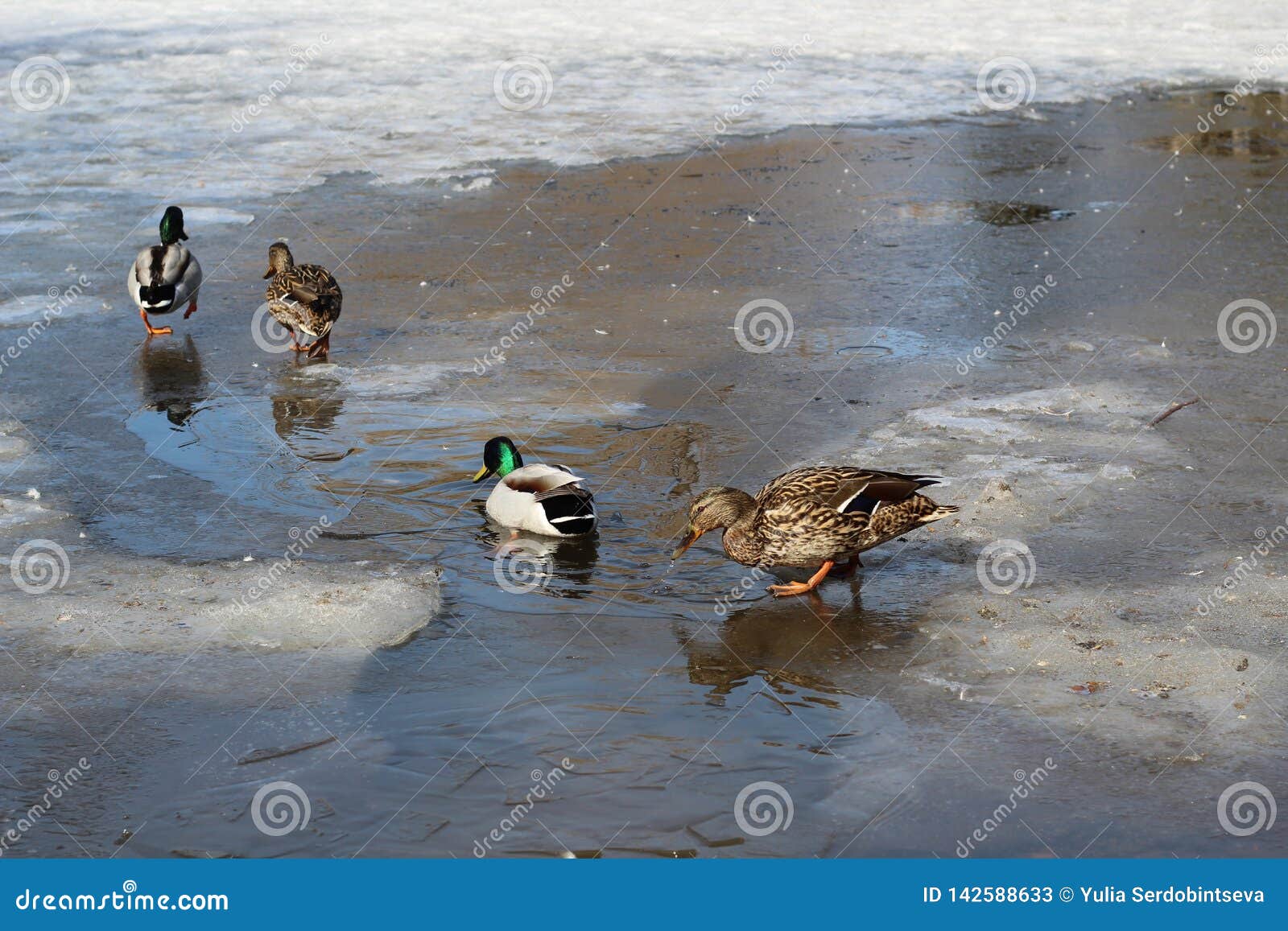 Families of Wild Ducks Walk on Thin Ice in the Park on a Spring Day ...