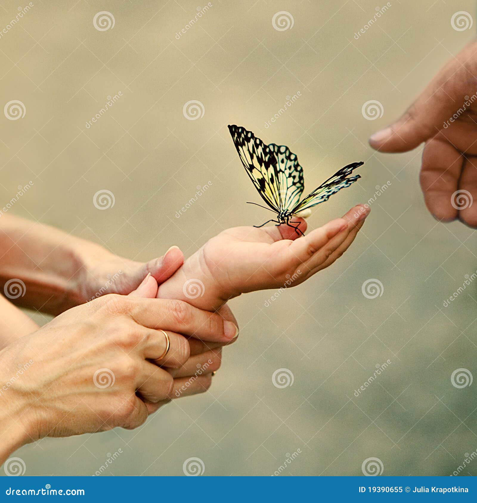 102 Little Insect Moment Stock Photos - Free & Royalty-Free Stock ...