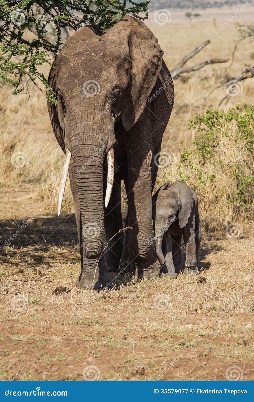 Familj av elefanter fotografering för bildbyråer. Bild av bebis - 35579077
