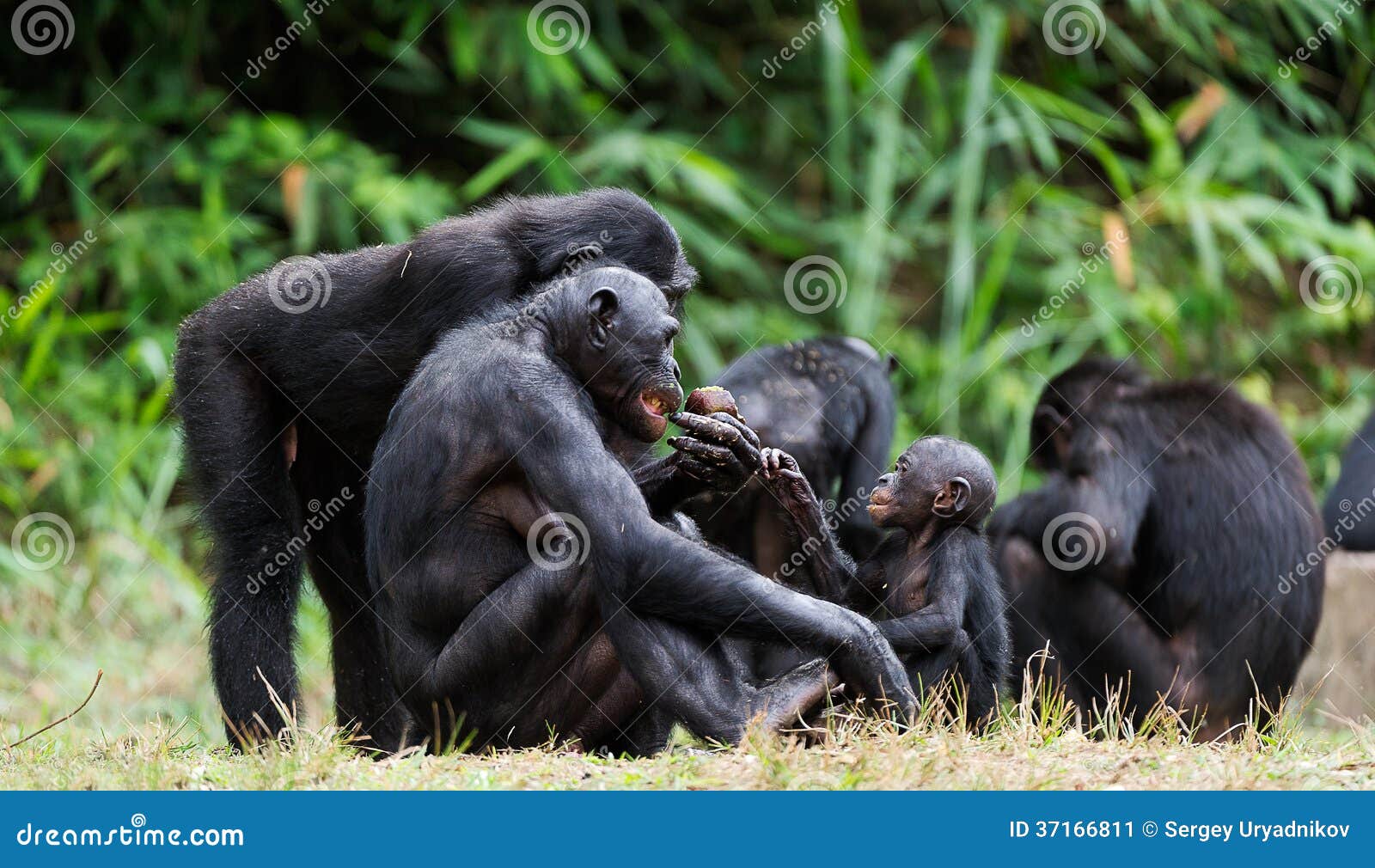 Famille de bonobos image stock. Image du découverte, africain - 37166811