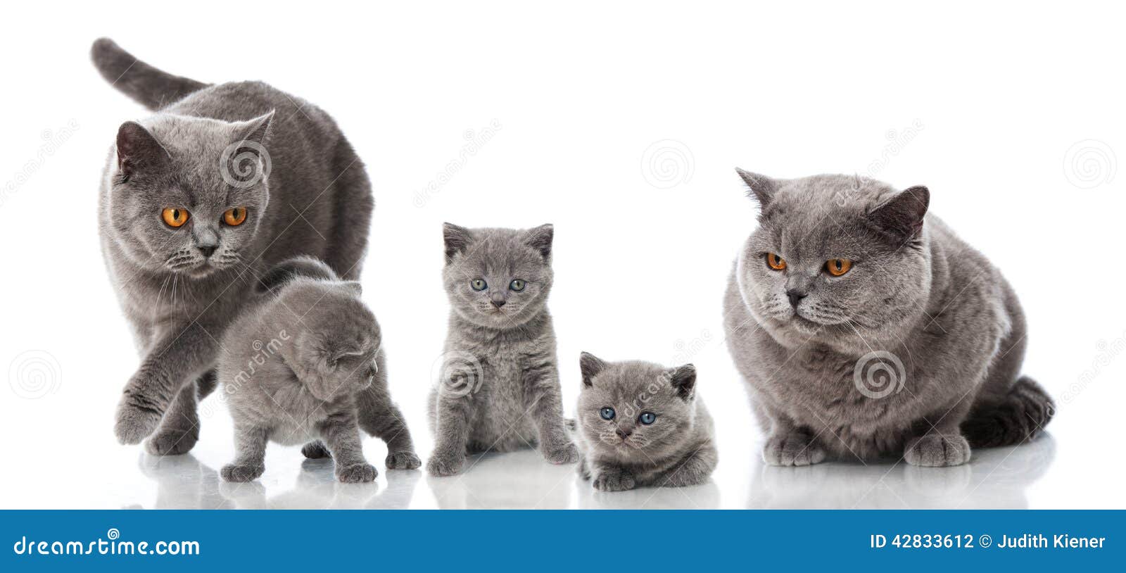 Famille de chat photo stock. Image du britannique, spirituelle - 42833612