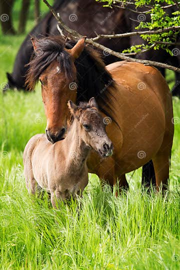 Famille de cheval image stock. Image du jument, cordon - 31381075