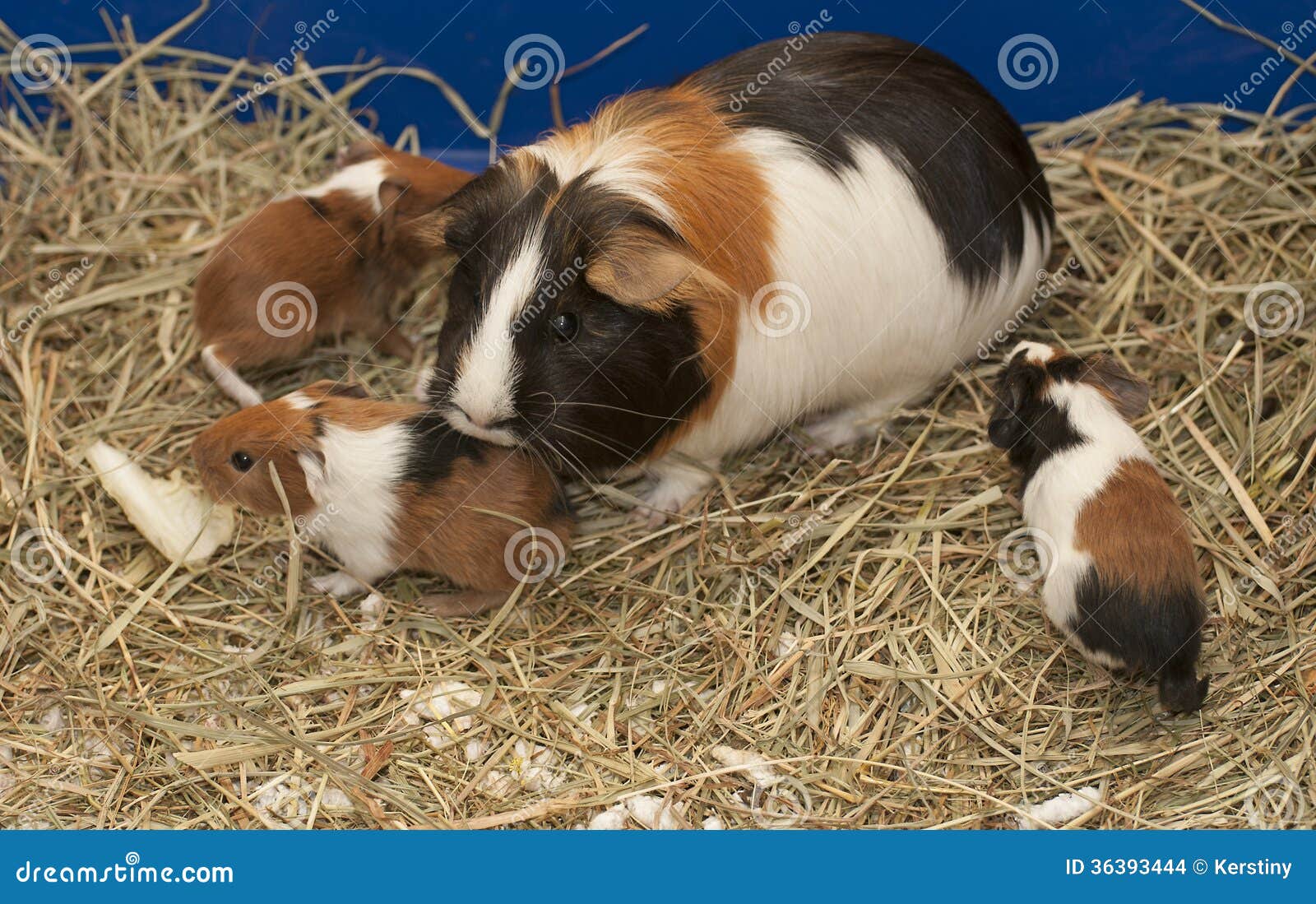 Famille de cobaye photo stock. Image du porc, herbivore - 36393444