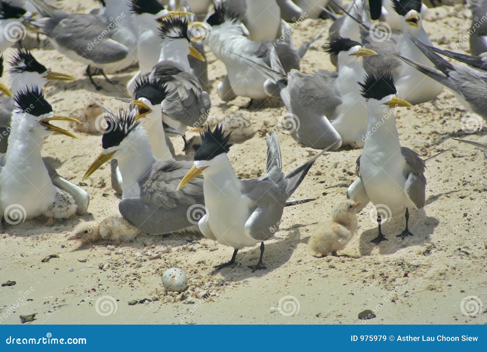 Family stock image. Image of bird, protect, offspring, sand - 975979
