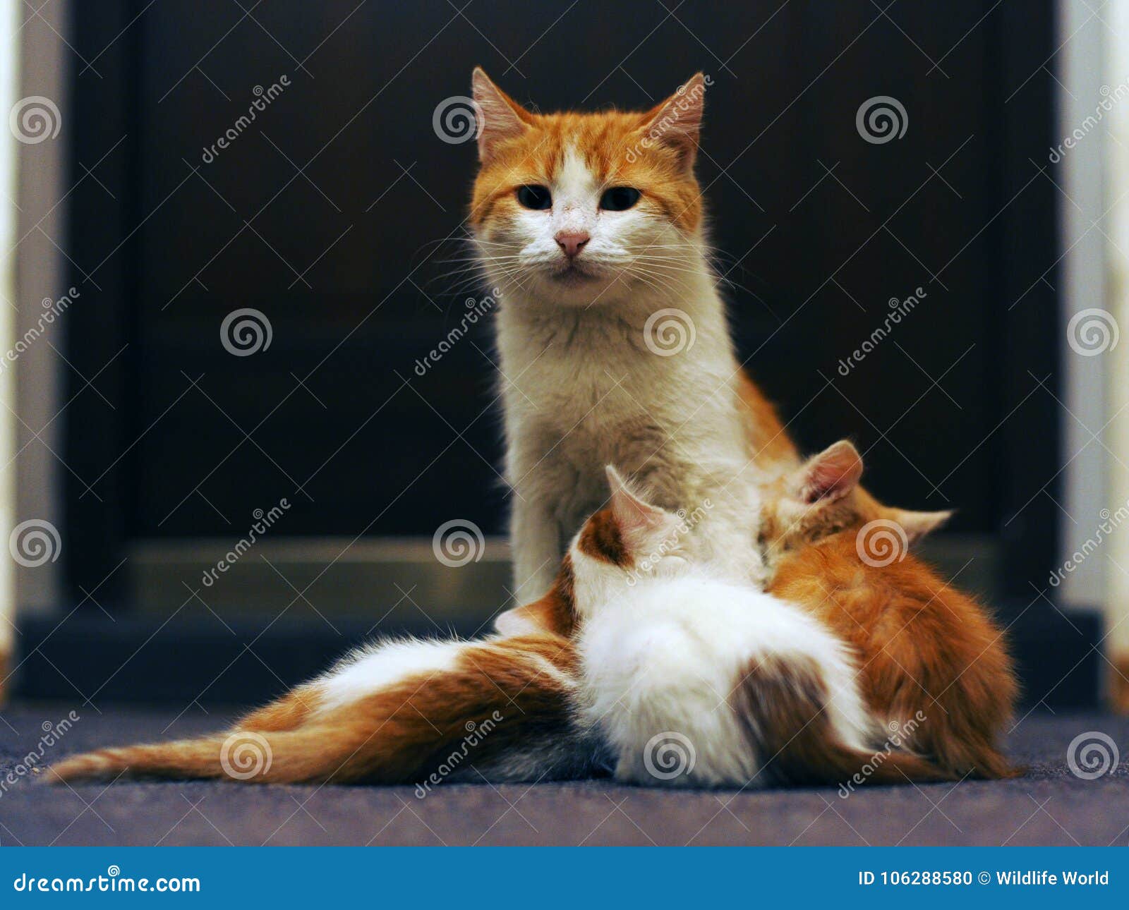 Family Adorable Ginger Kittens in House Stock Photo - Image of pets ...