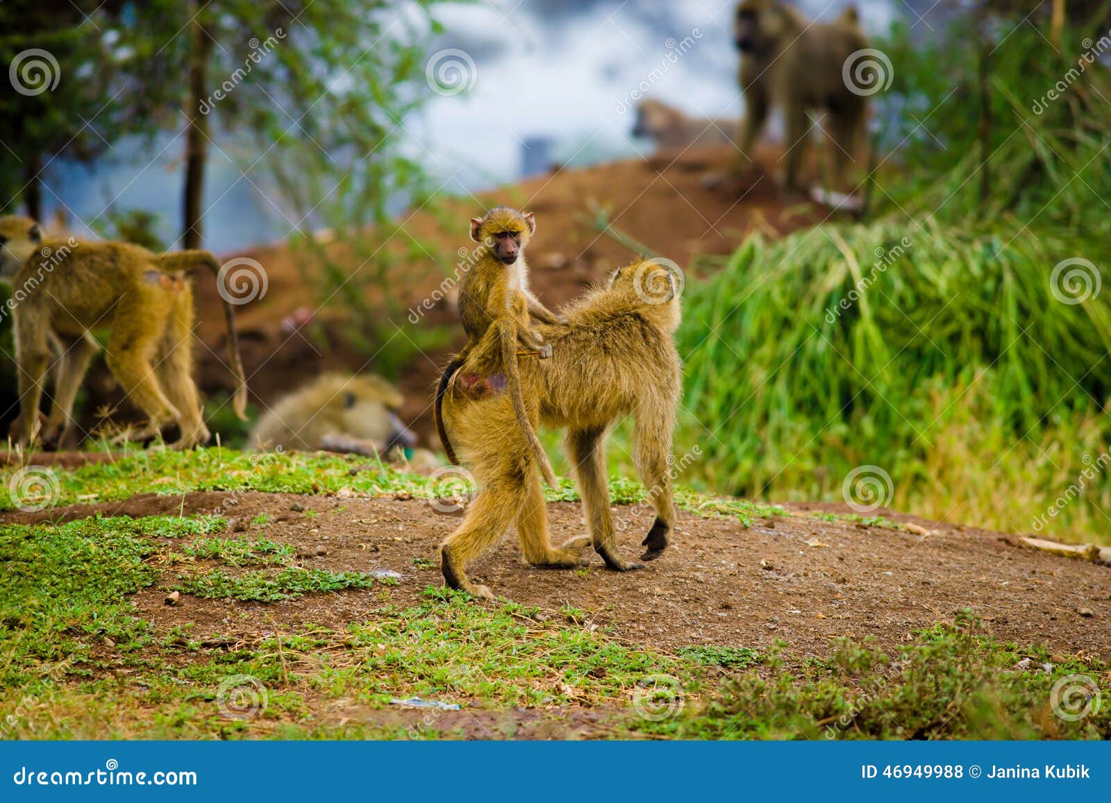 Family of african monkeys stock photo. Image of animals - 46949988