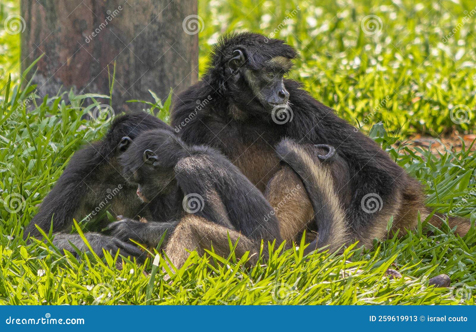 Family of Amazon Monkeys Resting Stock Image - Image of jungle, family ...