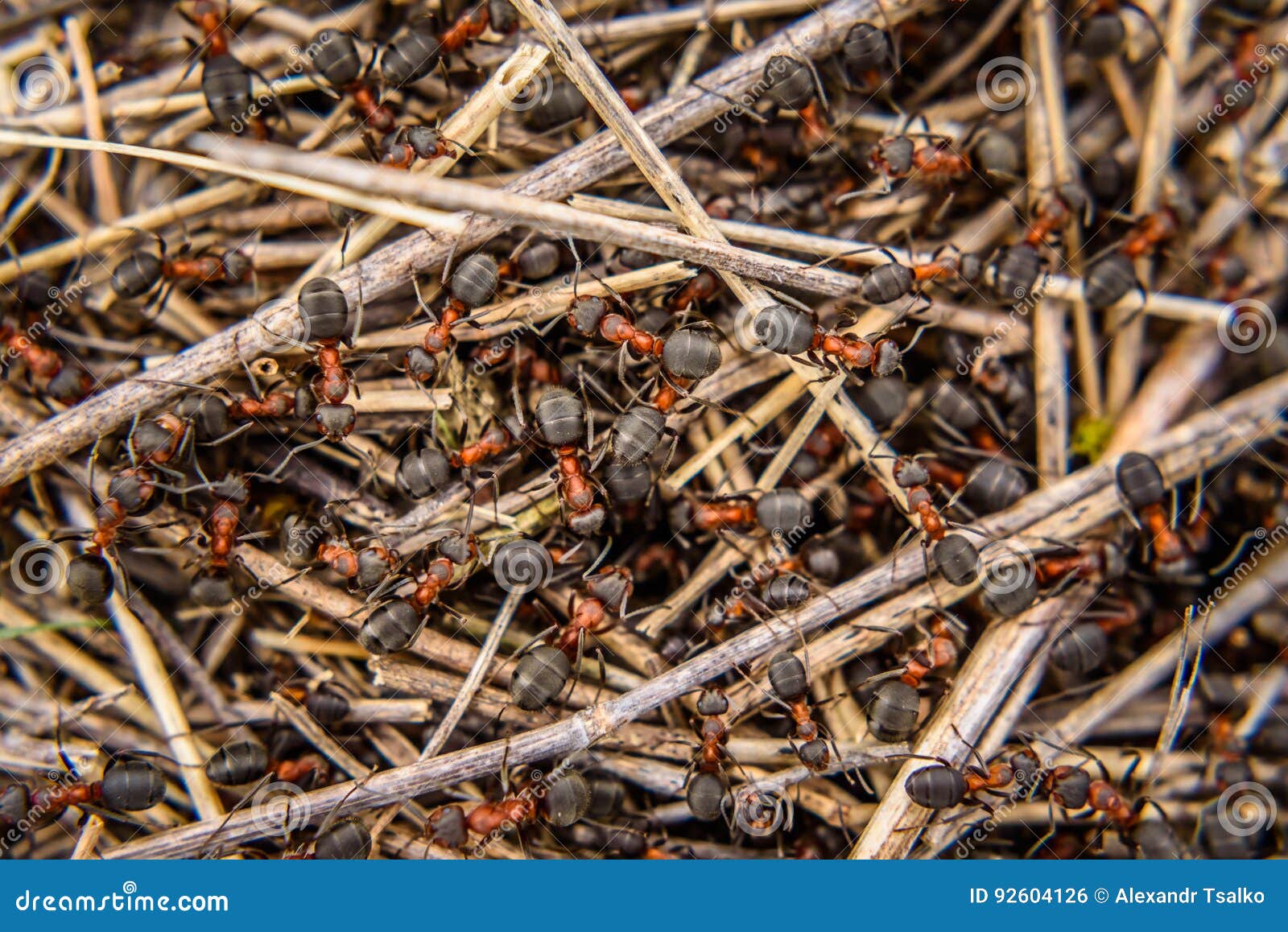 Family of Ants in an Anthill Close-up Stock Photo - Image of summer ...