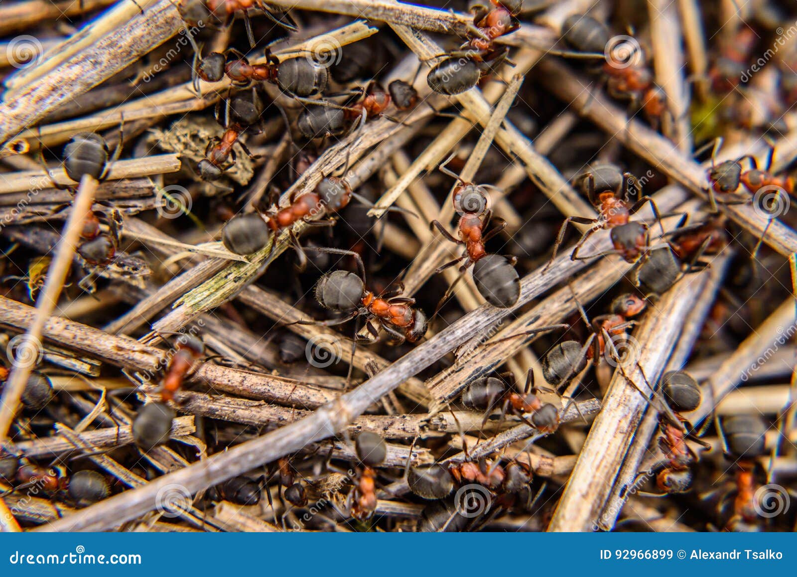 Family of Ants in an Anthill Close-up Stock Image - Image of sticks ...