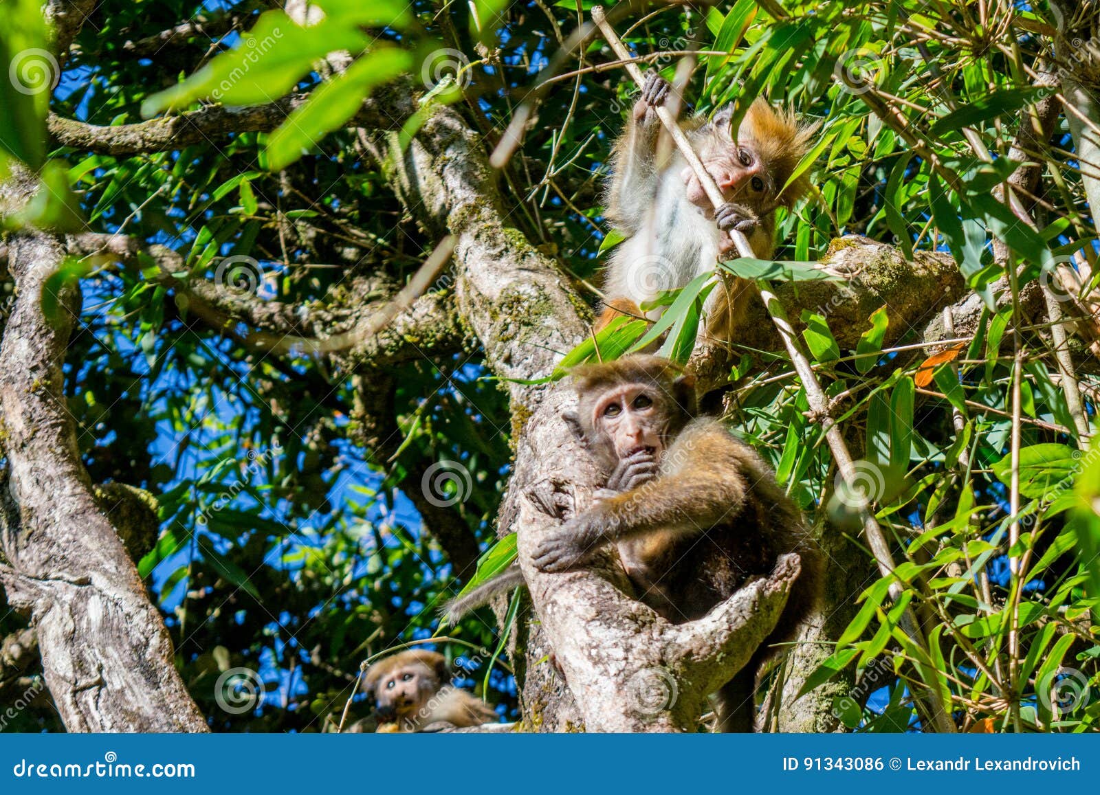 Family of Apes Sitting on the Tree Stock Photo - Image of searching ...