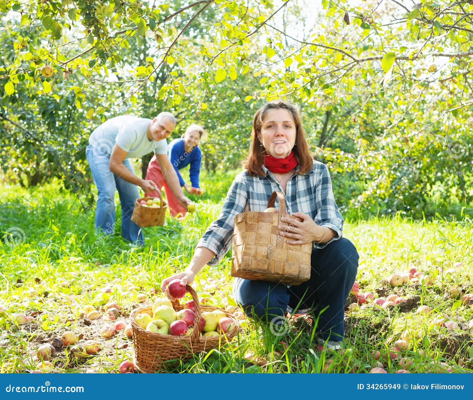 Family with Apple Harvest in Orchard Stock Image - Image of girl, happy ...