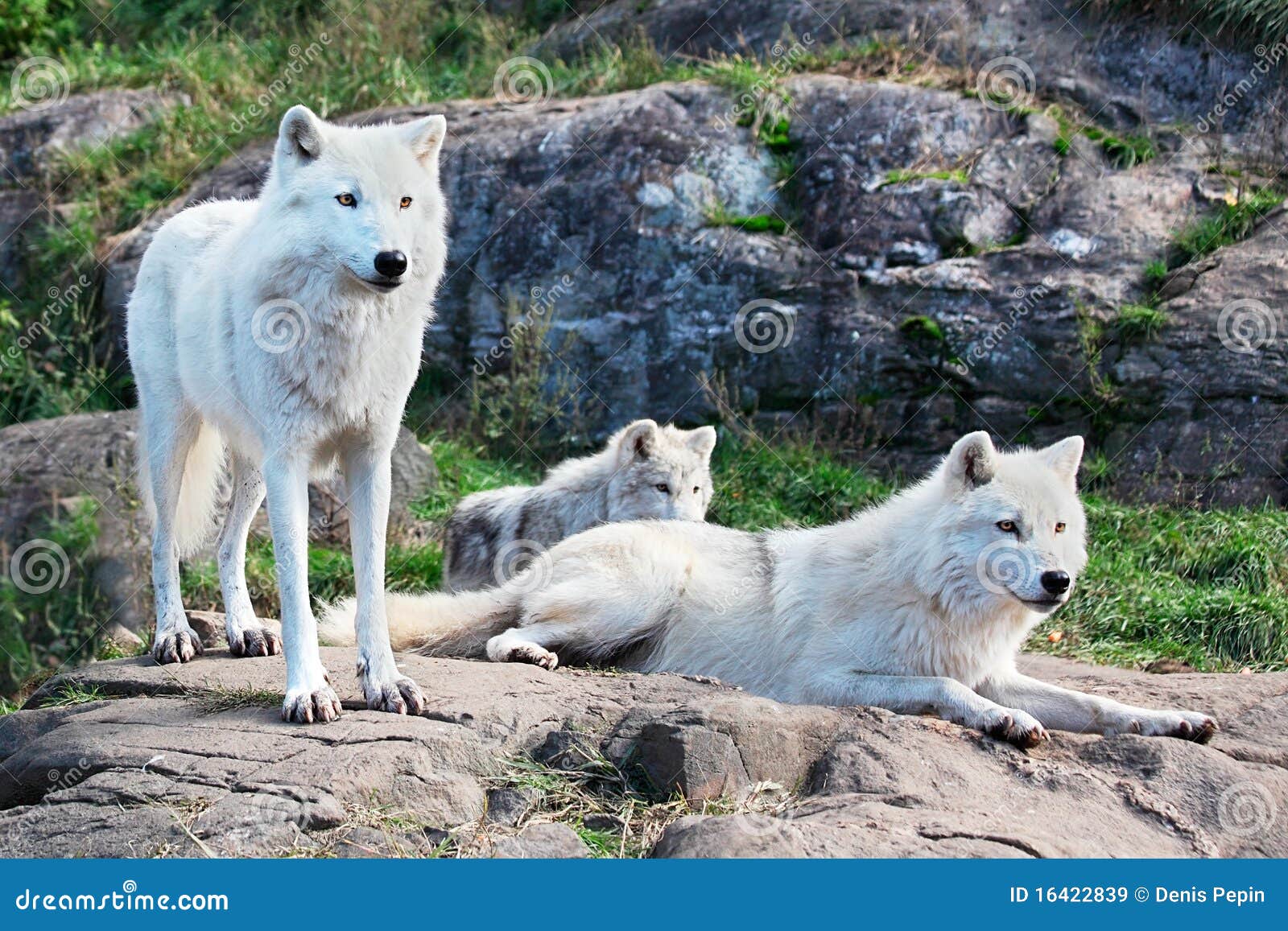 Family of Arctic Wolves stock image. Image of looking - 16422839