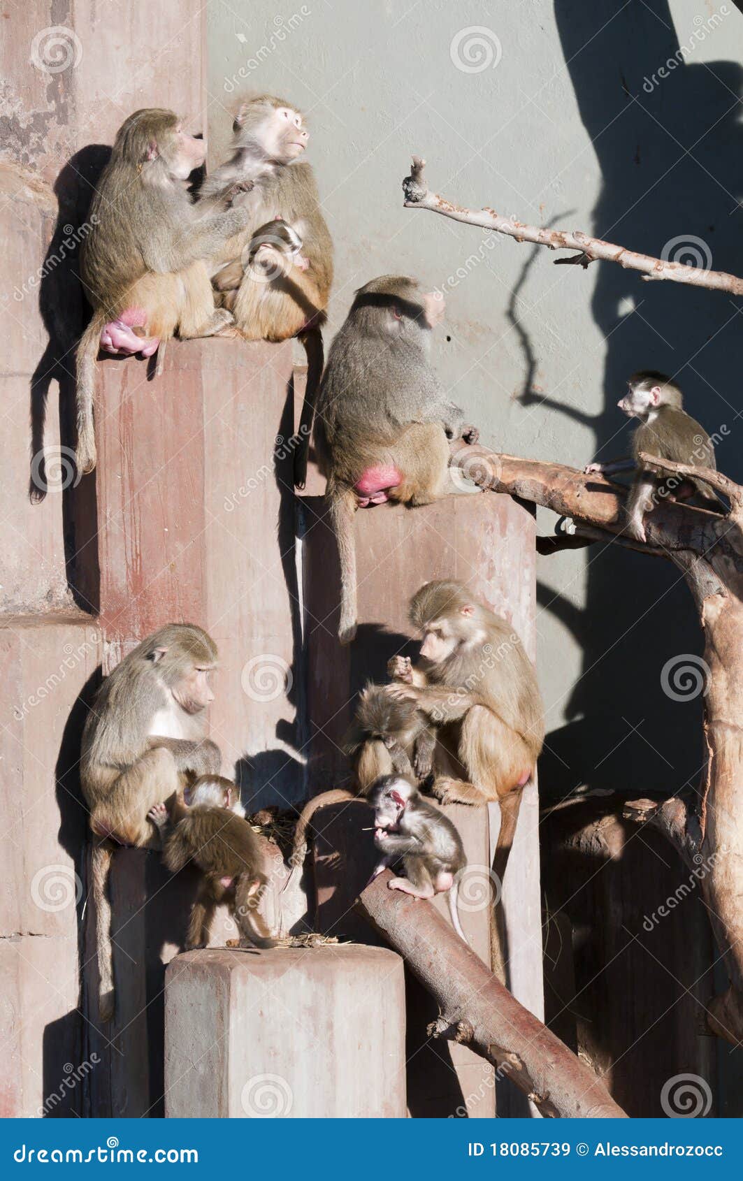 Family of baboon monkeys stock image. Image of africa - 18085739
