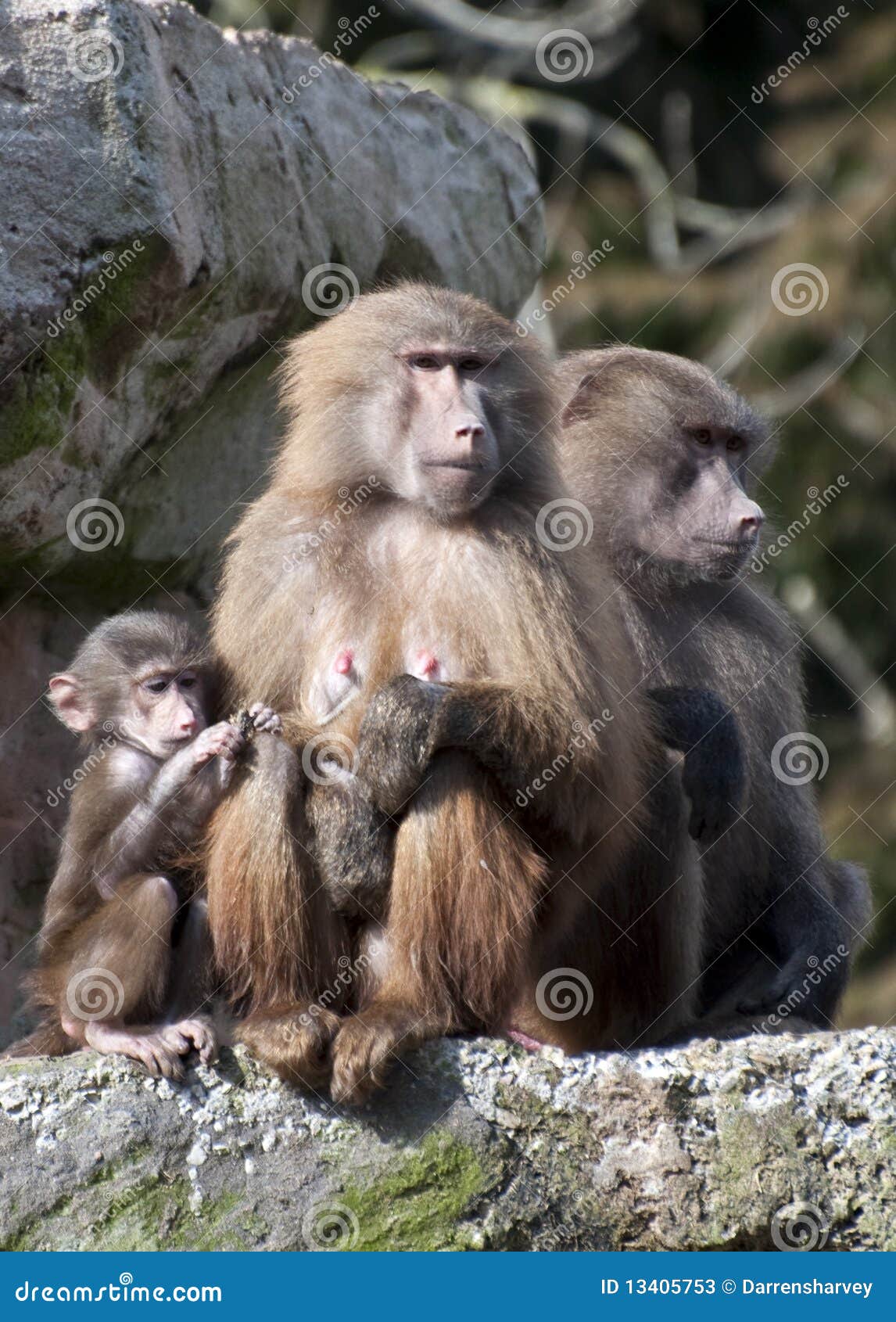 Family of Baboons stock image. Image of wild, child, family - 13405753