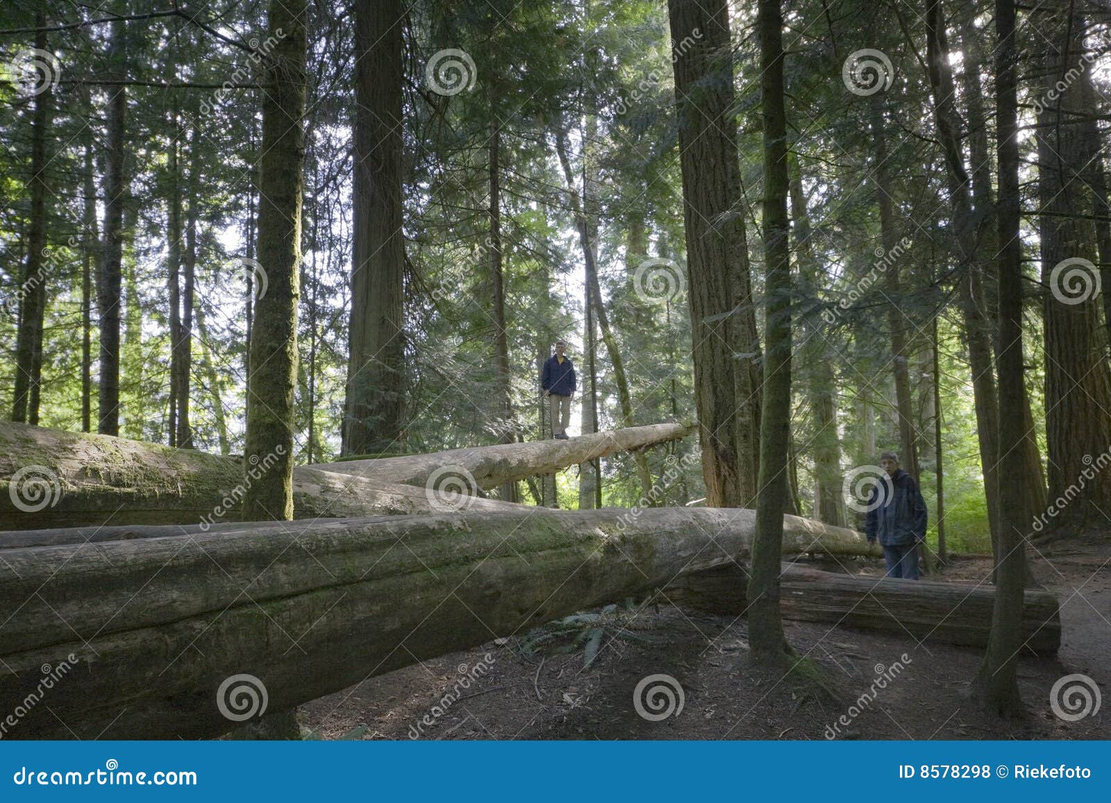 Family Balancing on Fallen Trees Stock Photo - Image of deforestation ...