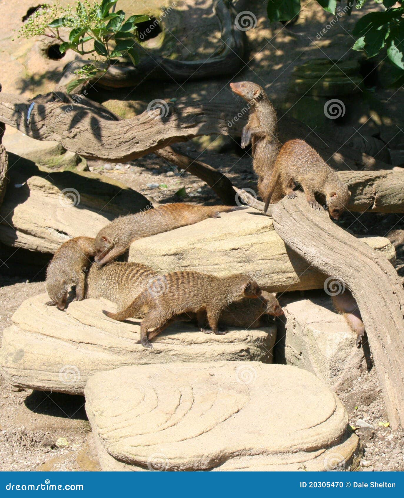 Family of banded mongoose stock photo. Image of mungos - 20305470