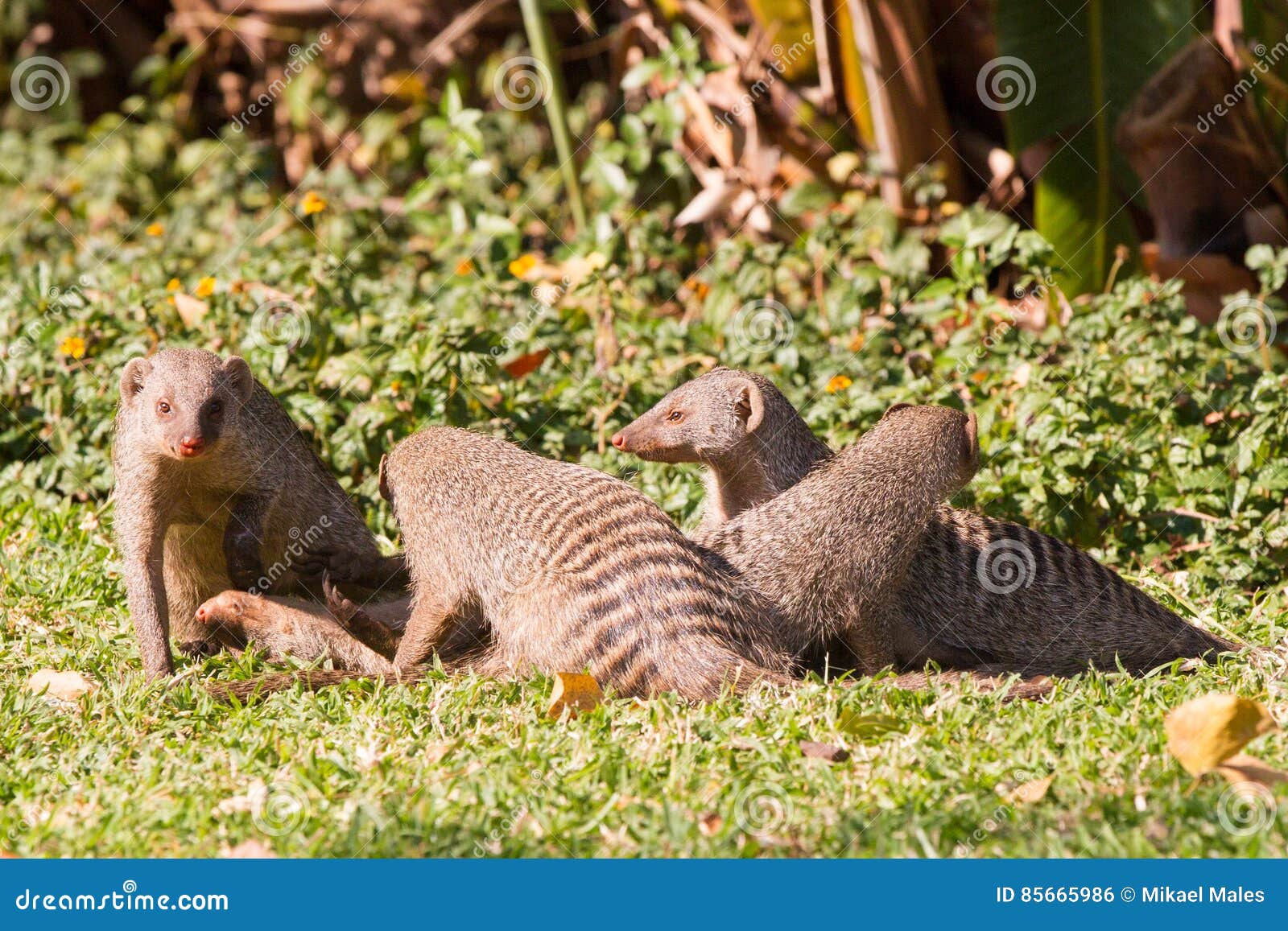 Family of banded mongooses stock photo. Image of focused - 85665986