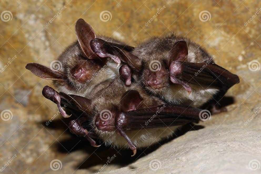 A family of bats stock photo. Image of cave, nature, animals - 22720300