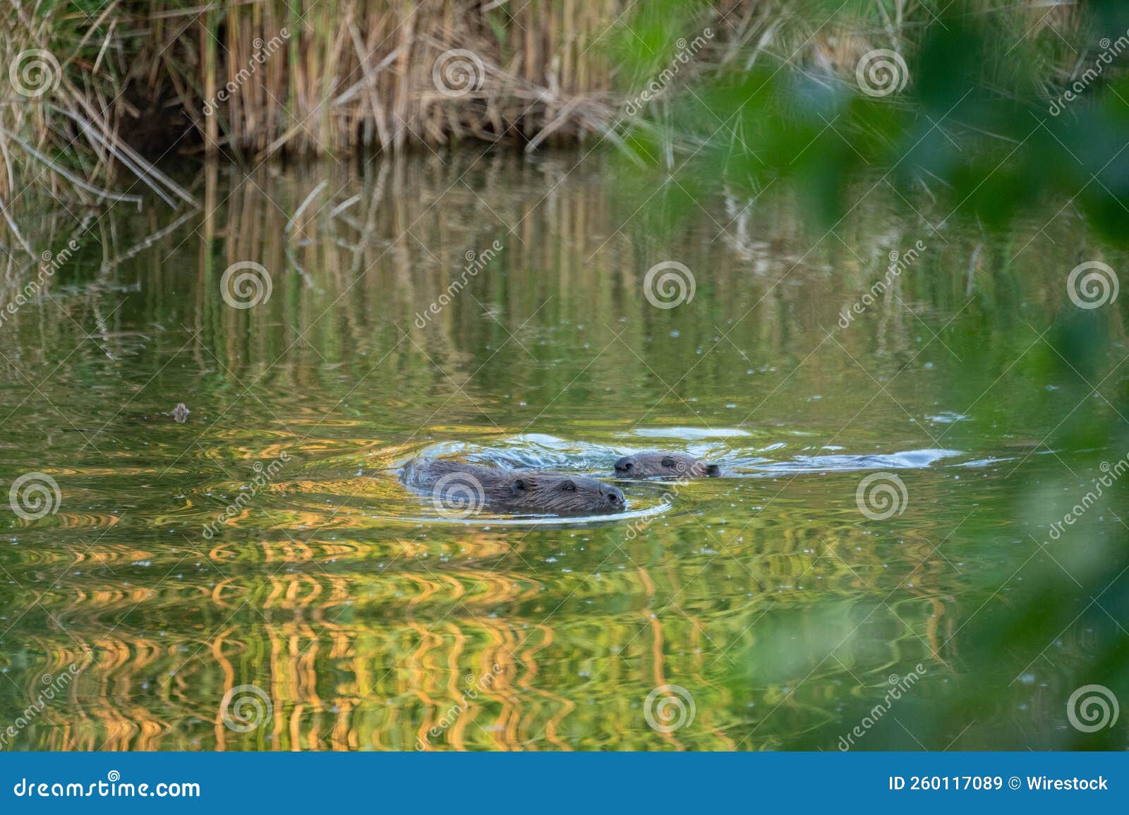 Family of Beavers Swimming on a River Stock Image - Image of stream ...