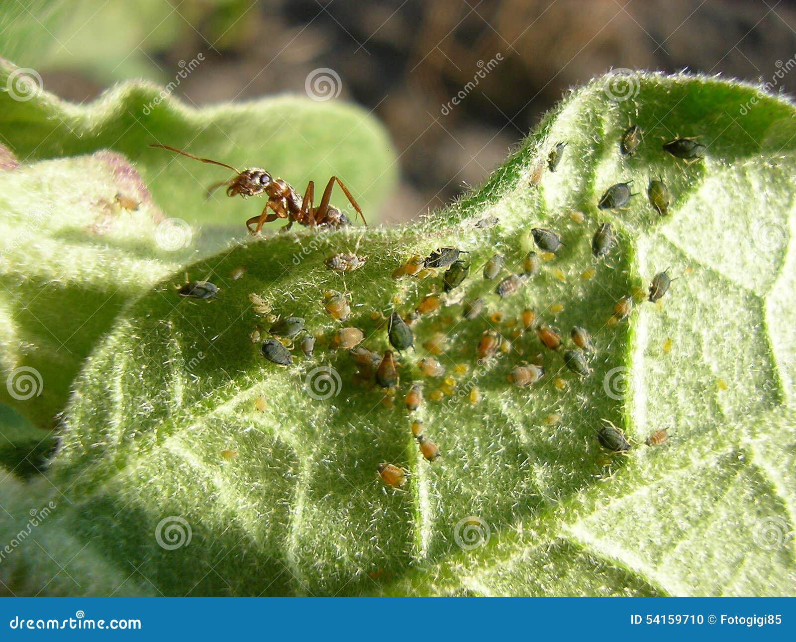 The Ant Grazes a Plant Louse Stock Photo - Image of stamen, spring ...