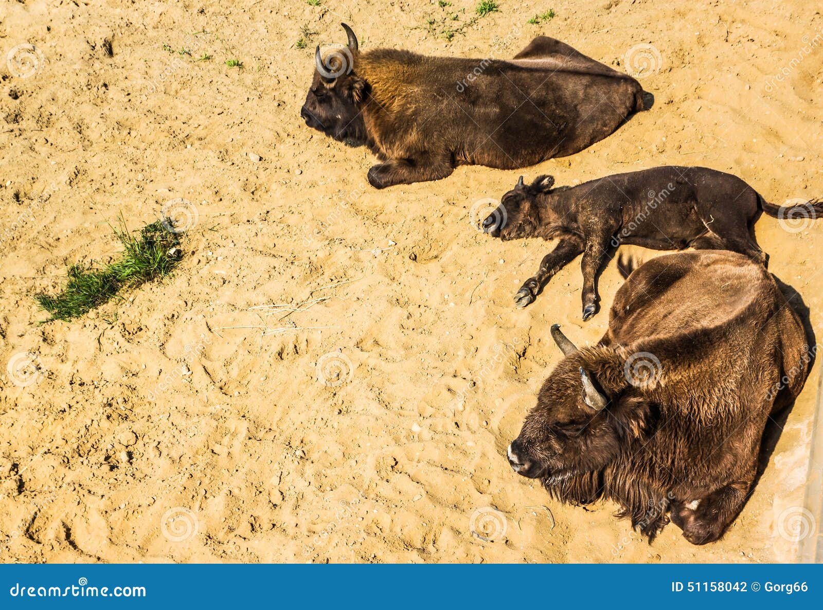 Family of bisons stock photo. Image of grass, european - 51158042
