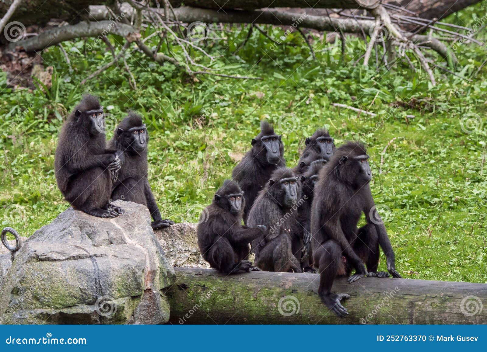 Family of Black Chimpanzee in a Zoo on a Green Grass and Fallen Tree ...