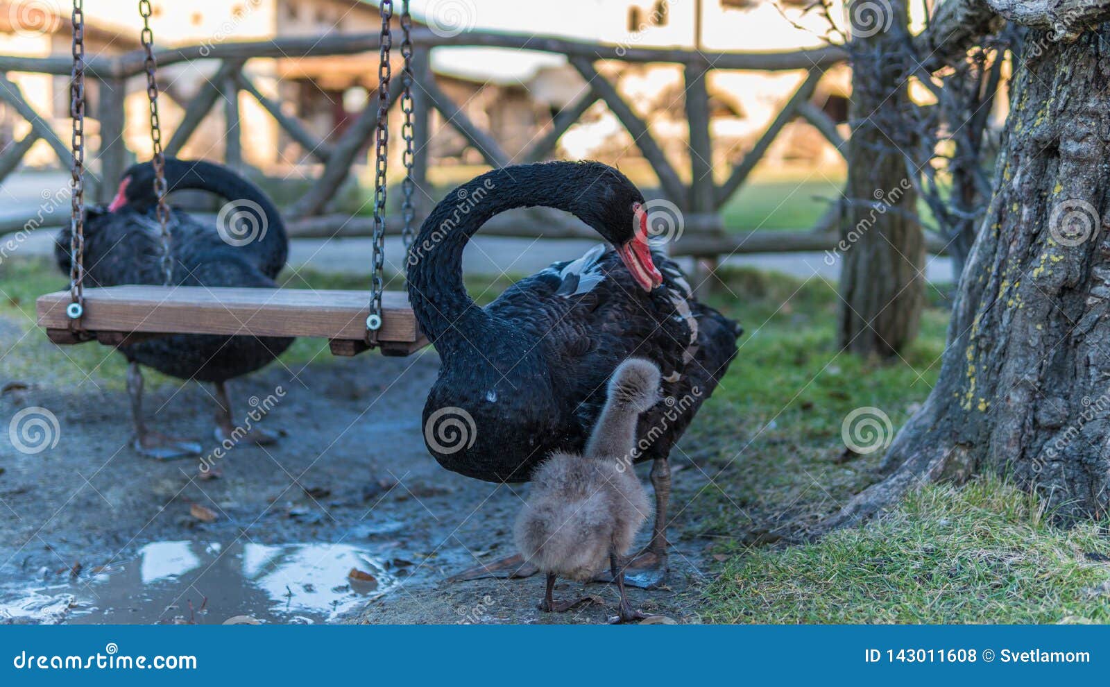 Family Black Swans in Rural Yard Stock Photo - Image of beauty, swan ...