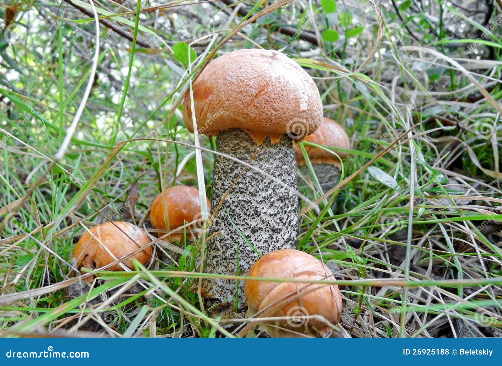 Family boletus stock photo. Image of nature, krasnogolovik - 26925188