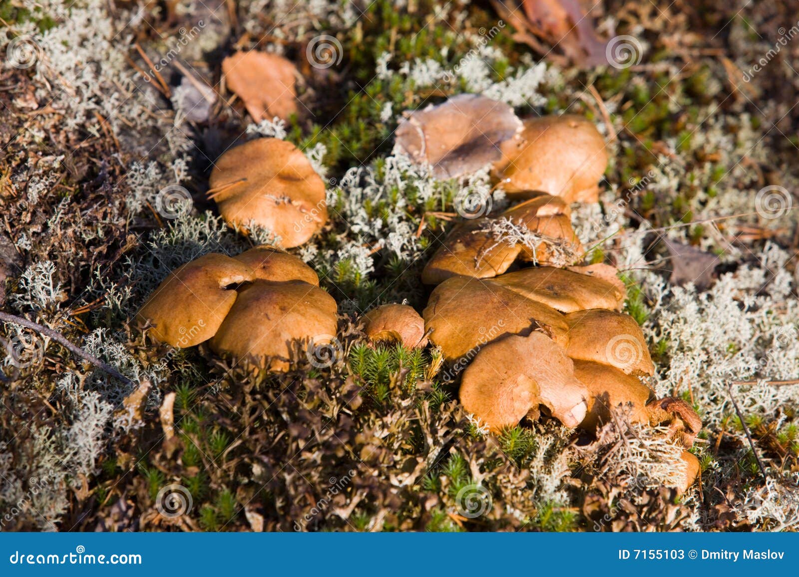 Family of Boletus bovinus stock image. Image of edible - 7155103