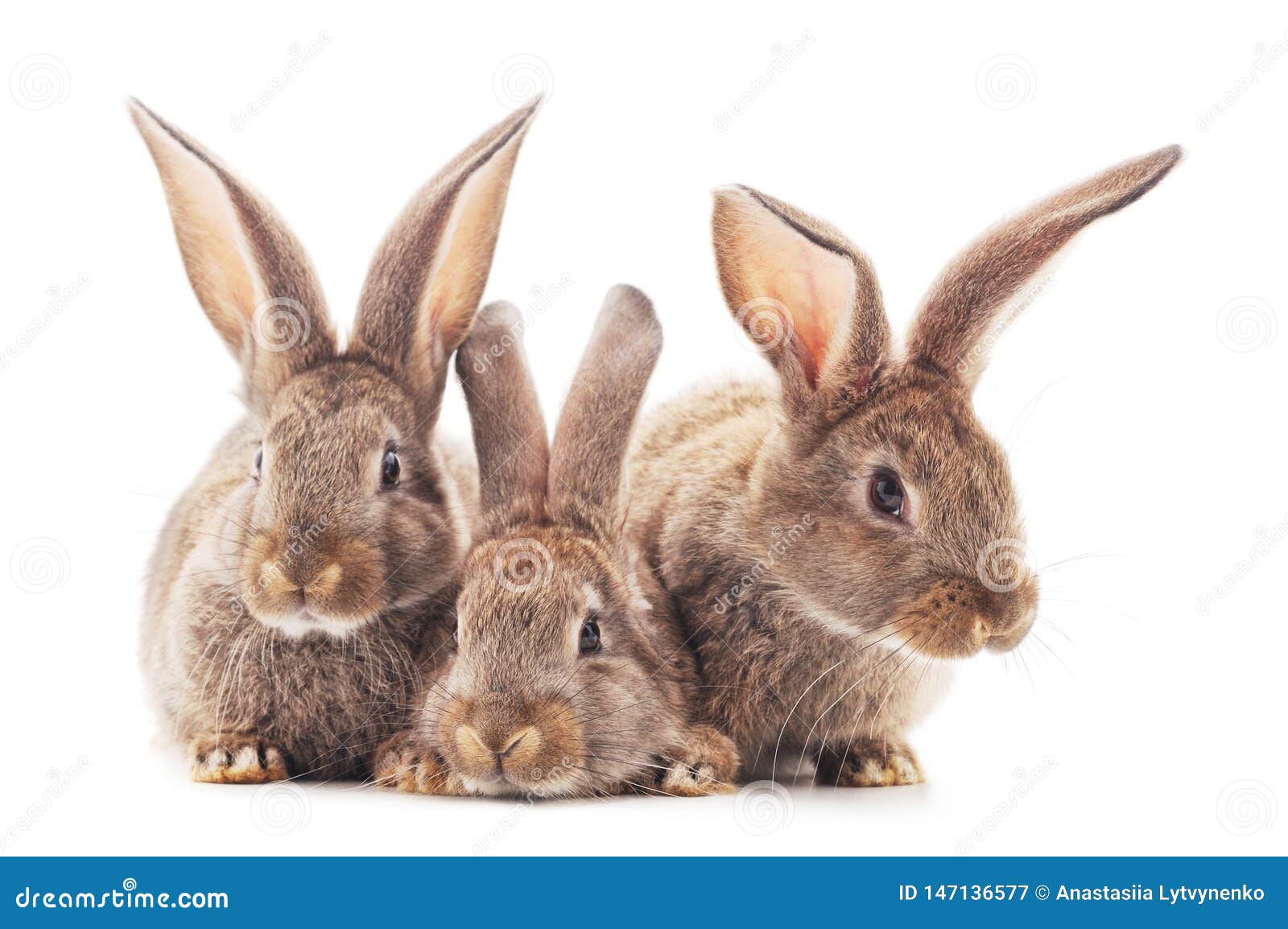 Family of brown rabbits stock image. Image of baby, little - 147136577