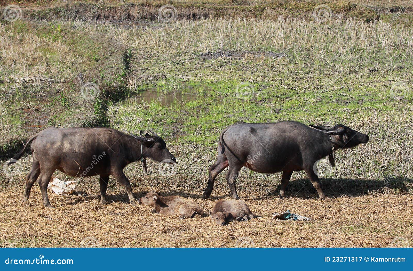 Family of Buffalo stock image. Image of water, breeding - 23271317