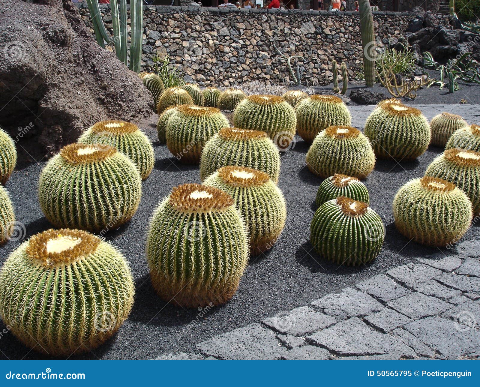 Family of Cactus stock image. Image of plant, lanzarote - 50565795