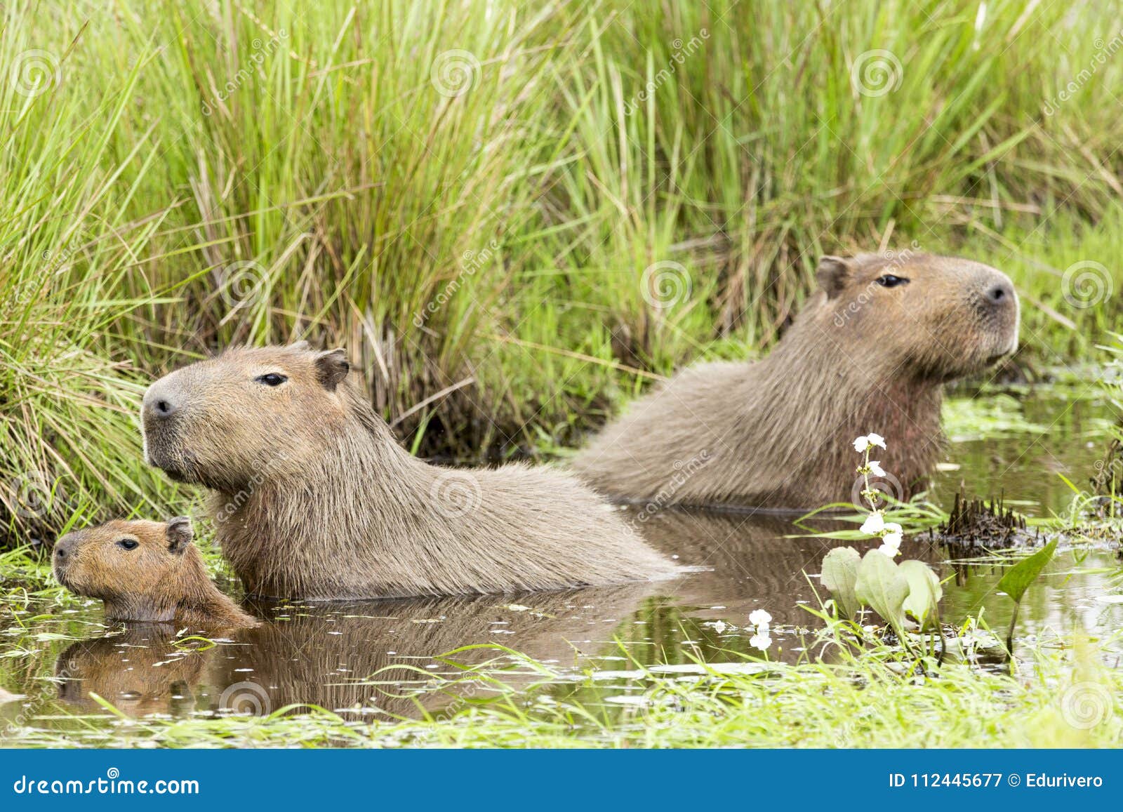 Capybara Stock Photography | CartoonDealer.com #22380086