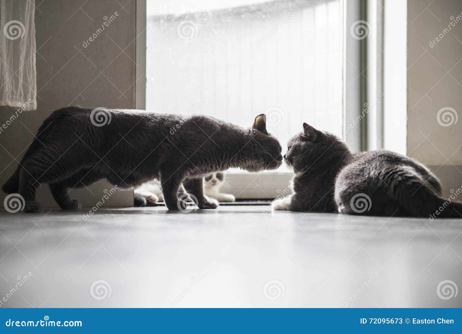 The family cat, three cats stock image. Image of intimate - 72095673
