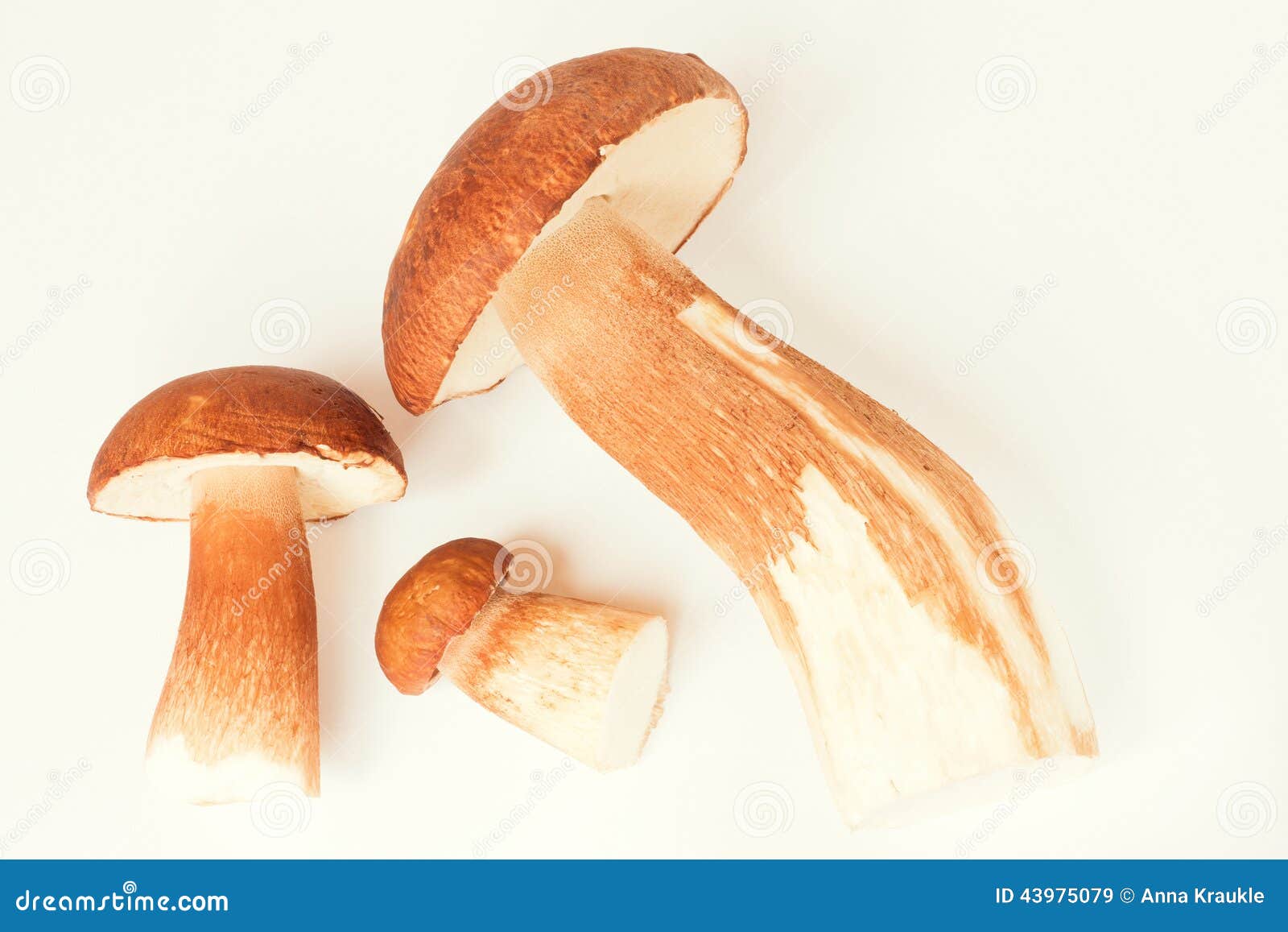 Family of cepes. stock image. Image of delicatessen, plant - 43975079