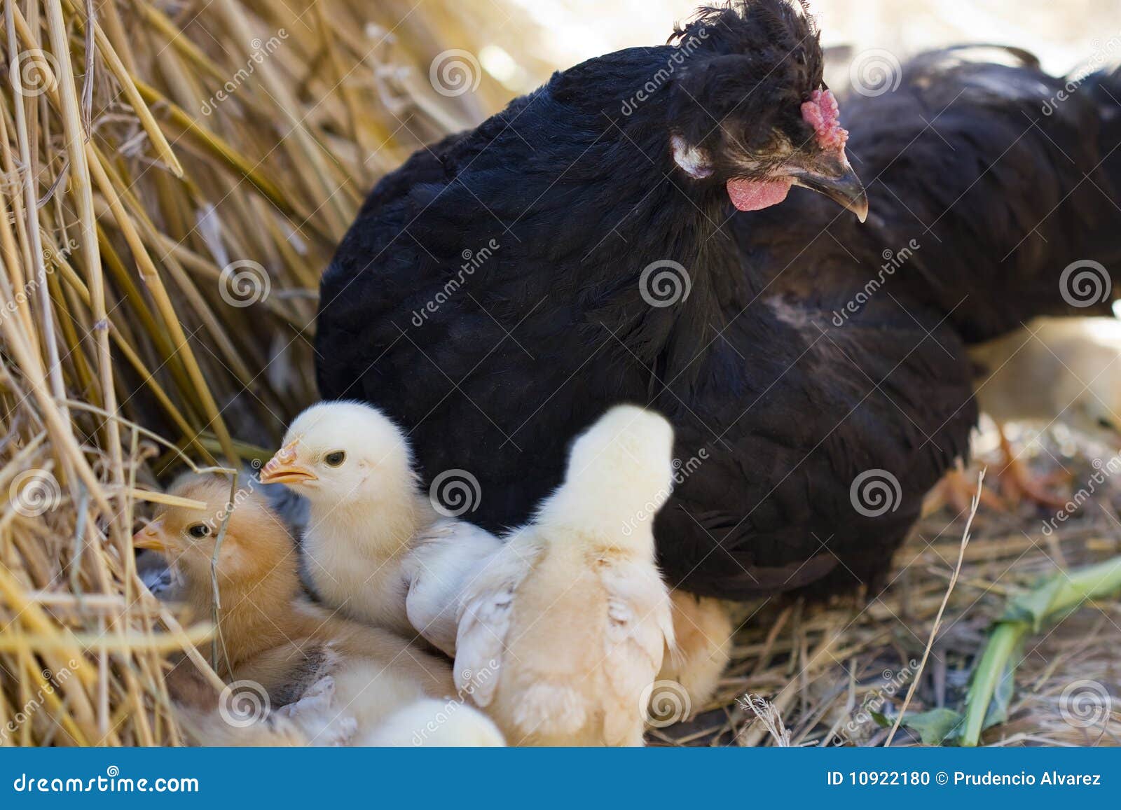 Family chicken and chicken stock photo. Image of save - 10922180