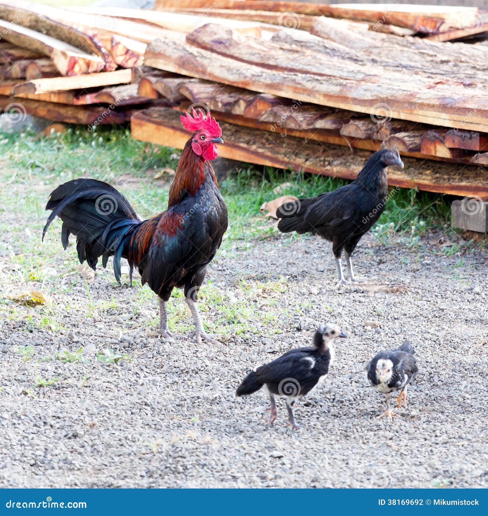 Family chicken in nature stock photo. Image of bright - 38169692