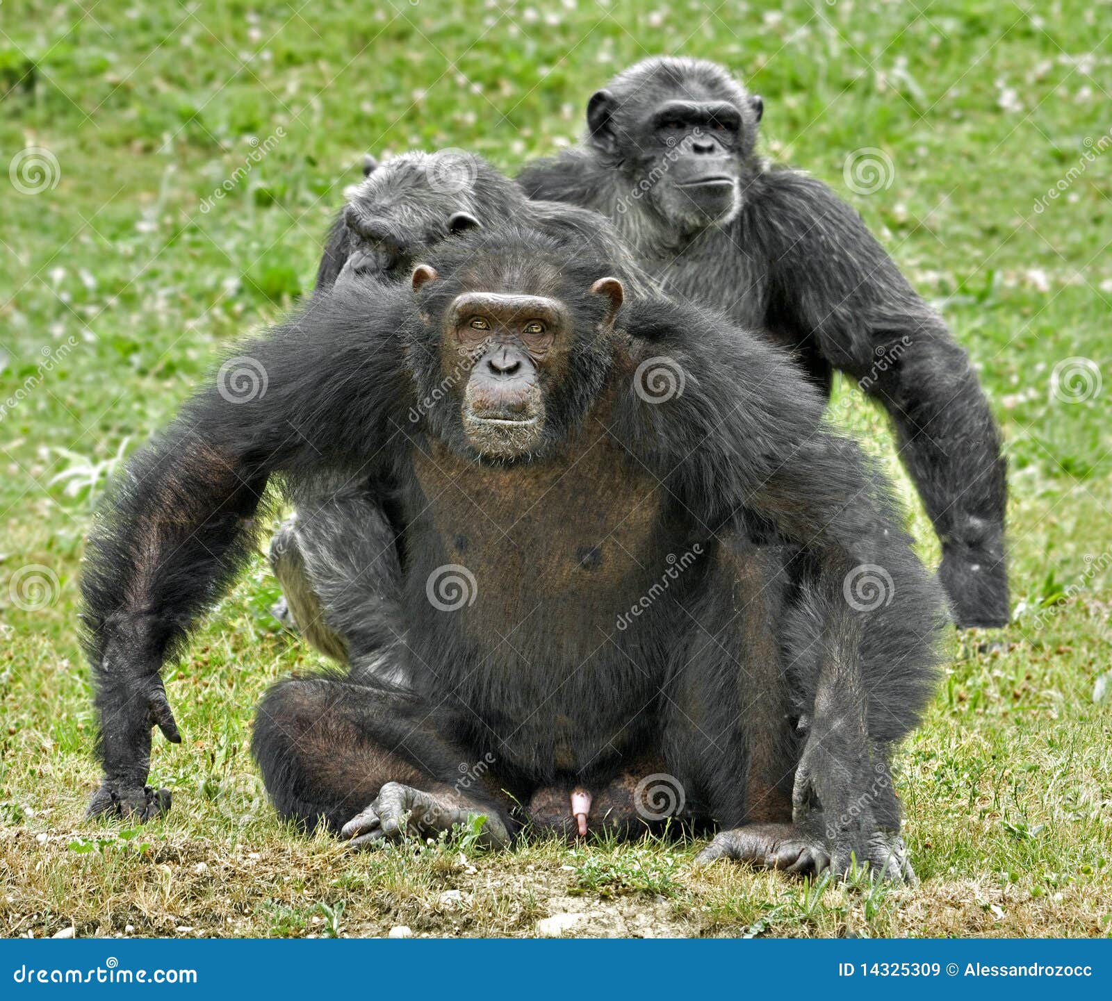 Family of chimpanzees stock image. Image of grass, monkey - 14325309