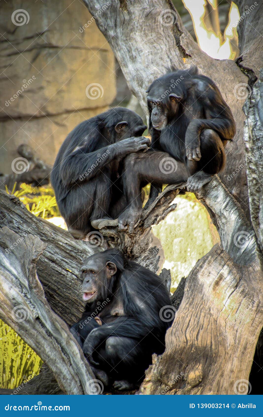 Family of Chimpanzees Resting on a Tree Stock Photo - Image of ...