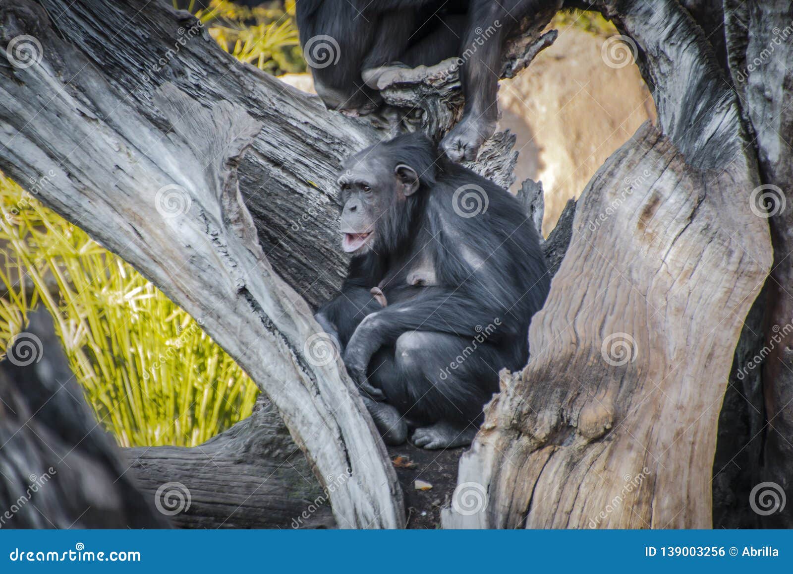 Family of Chimpanzees Resting on a Tree Stock Photo - Image of family ...