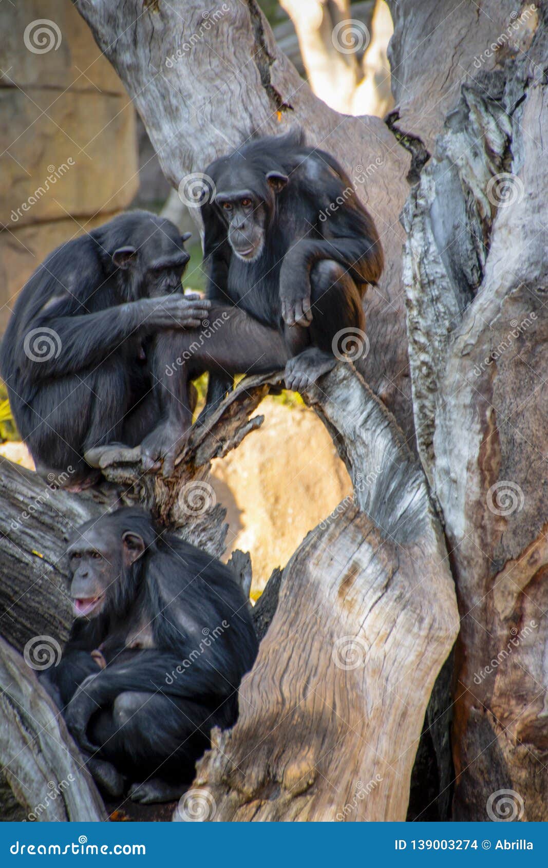 A Family Of Chimpanzees Grooming Each Other In A Lush Jungle, Concept ...