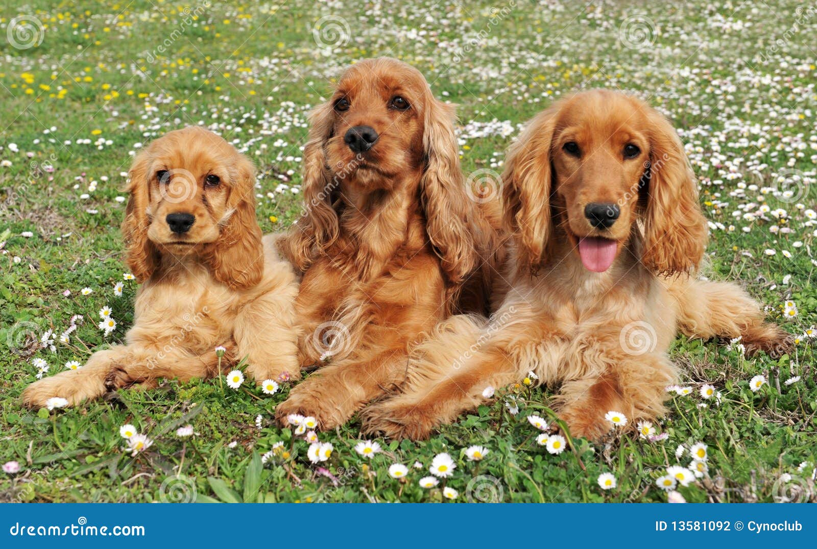 Family cocker stock photo. Image of nature, brown, field - 13581092