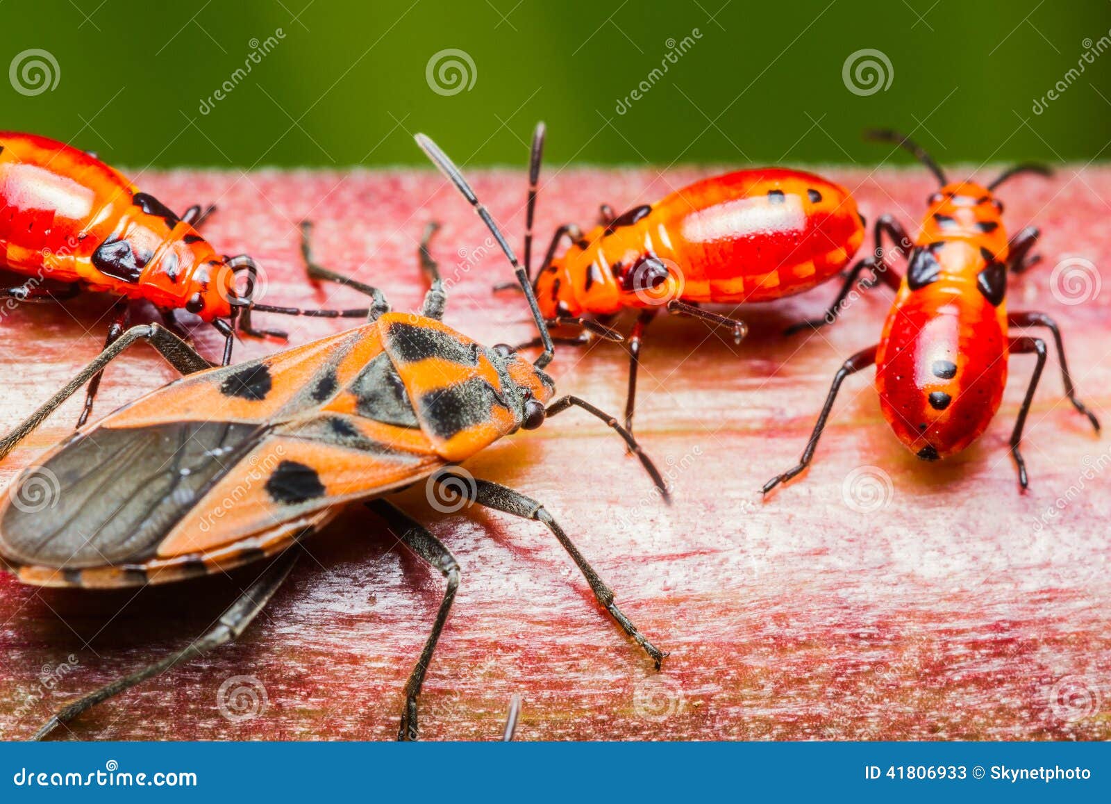 Family cotton stainer bug stock image. Image of orange - 41806933