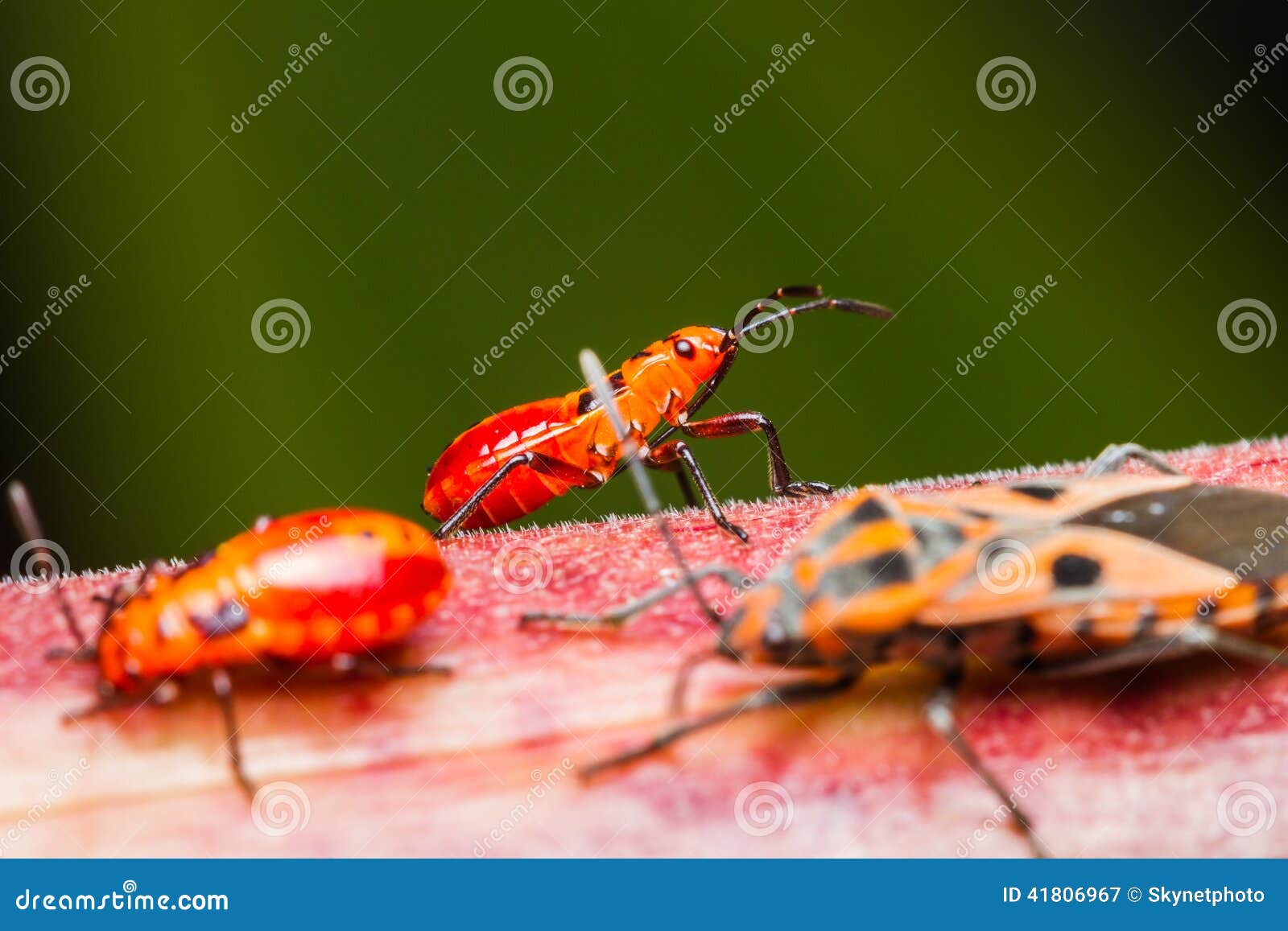 Family cotton stainer bug stock image. Image of colorful - 41806967
